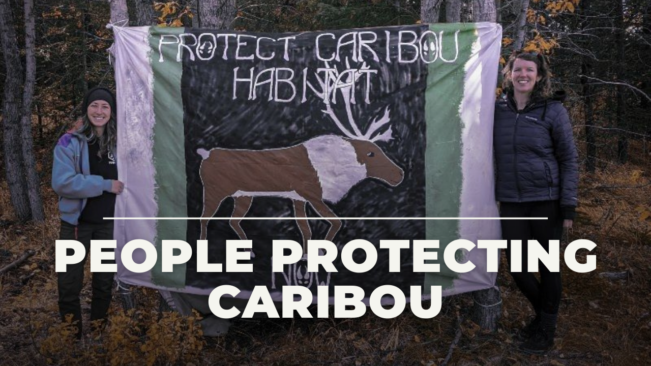Video: People protecting endangered southern mountain caribou ...