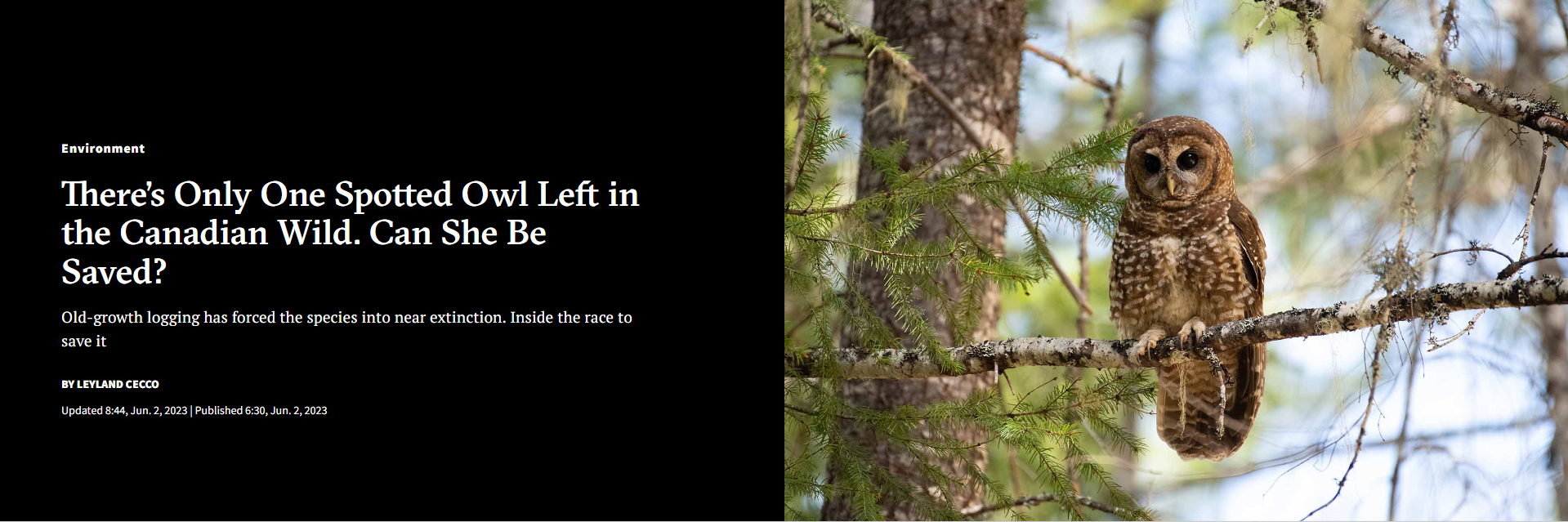 There's only one spotted owl left in the Canadian wild | Wilderness ...