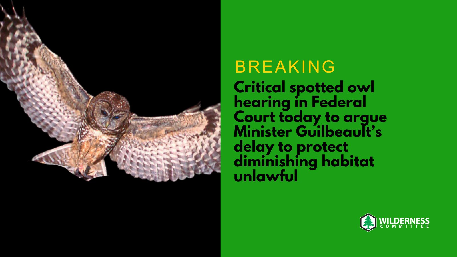 Critical spotted owl hearing in Federal Court today to argue Minister ...