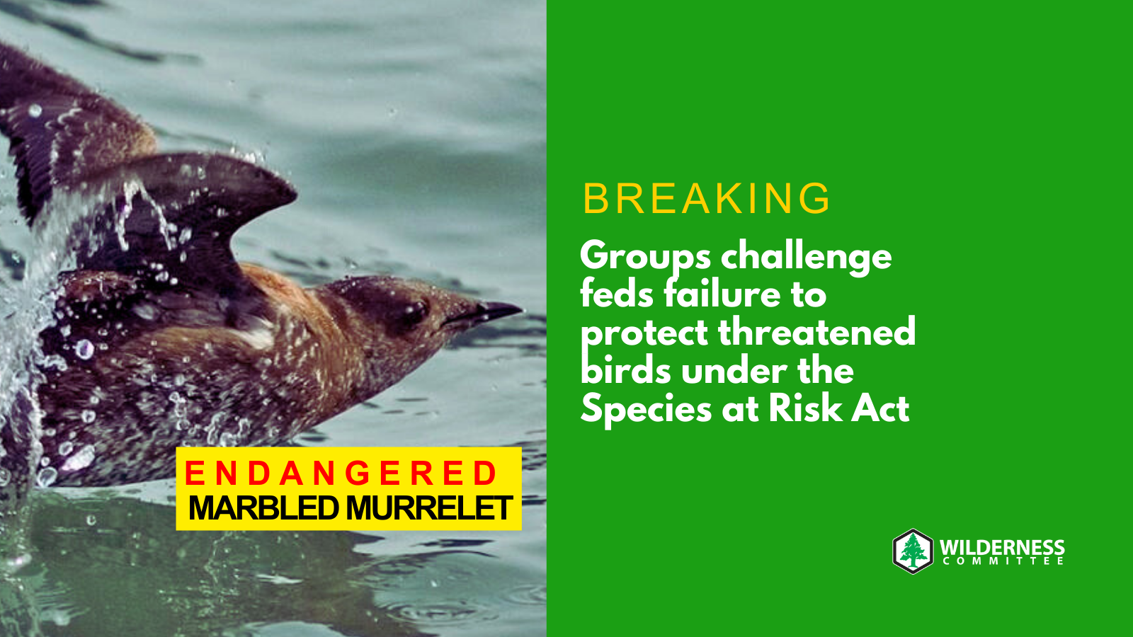 Conservation groups in Federal Court today to protect migratory birds ...