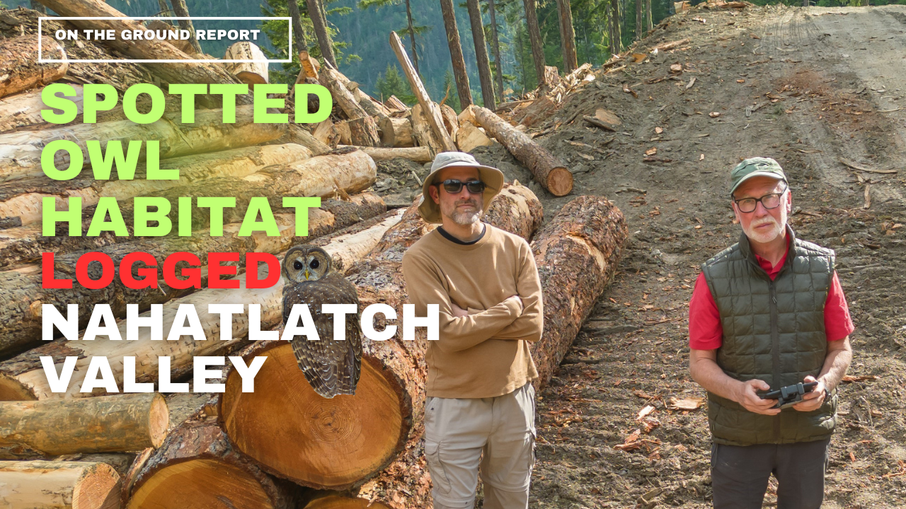 SPOTTED OWL HABITAT BEING LOGGED IN NAHATLATCH WATERSHED | Wilderness ...