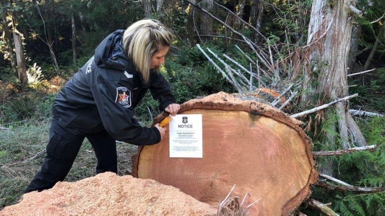 B.C.’s natural resource officers unequipped to deal with forestry and ...