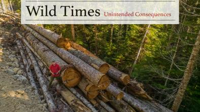 Inside the struggle to save Canada's most endangered bird | Wilderness ...