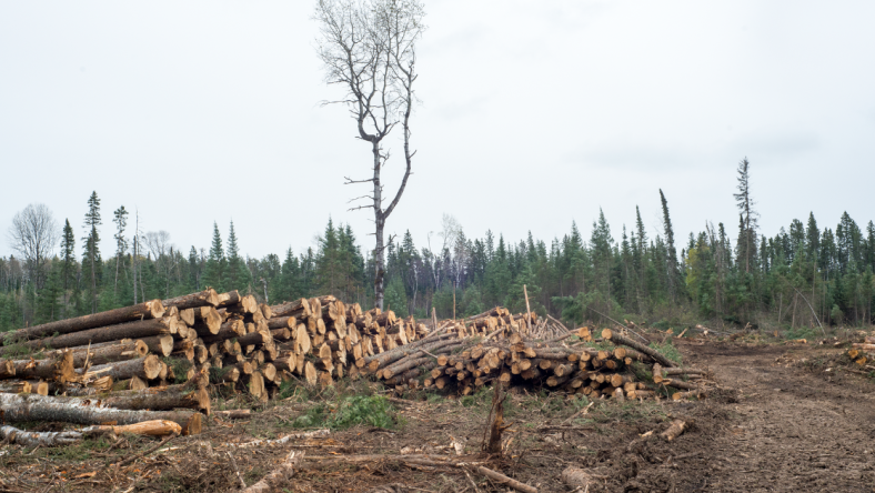 Minegoziibe Anishinabe challenges Louisiana Pacific's logging extension ...