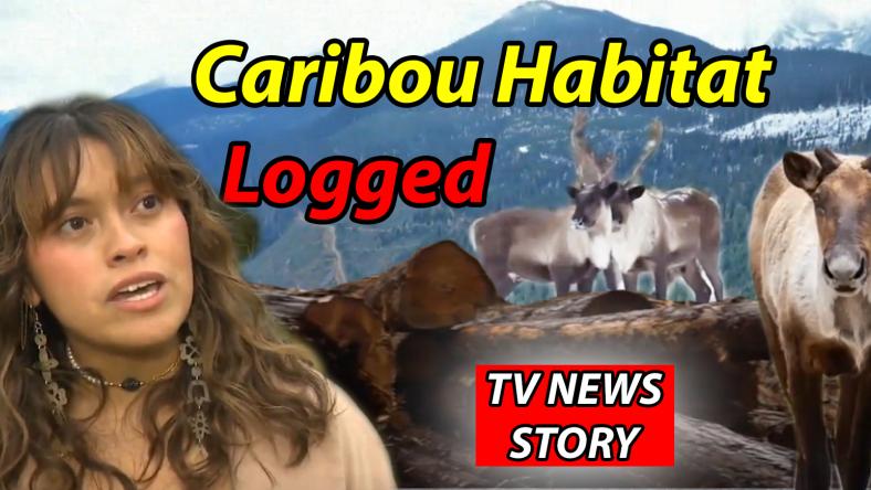 BC allows destruction of caribou habitat to the point of extinction ...