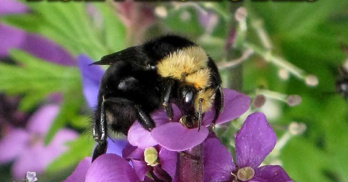 Learn more about Canada's disappearing bees | Wilderness Committee