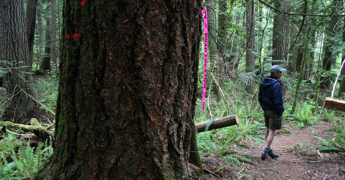 Logging Imminent in Spotted Owl Habitat | Wilderness Committee