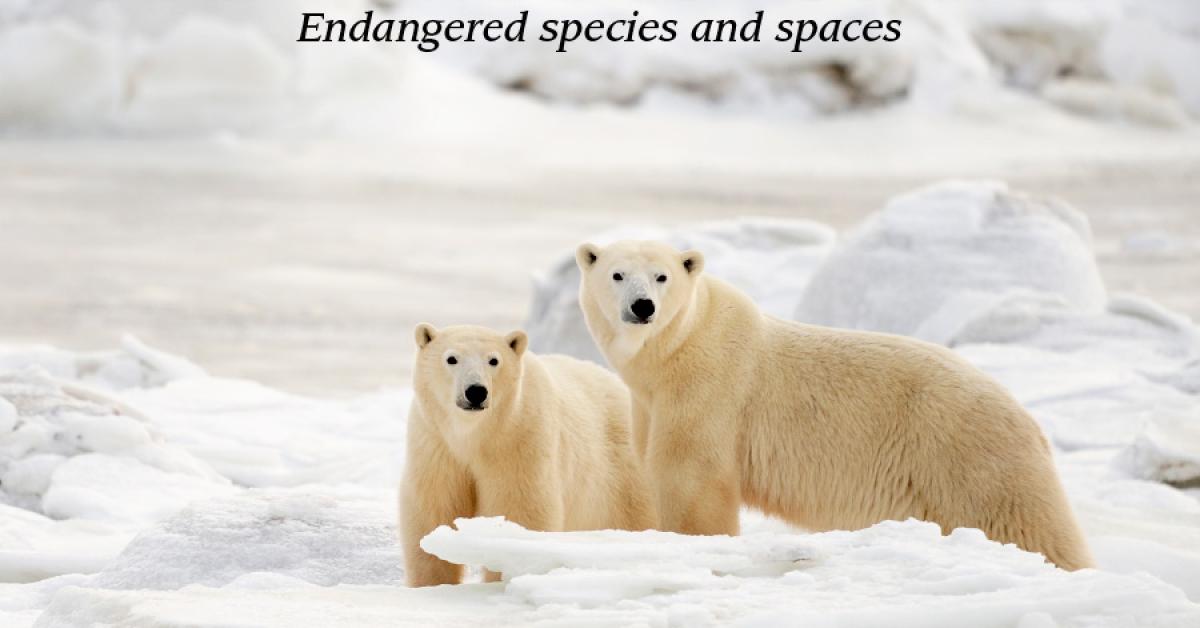 2018 Canada’s Wild Endangered Species and Spaces Calendar | Wilderness ...