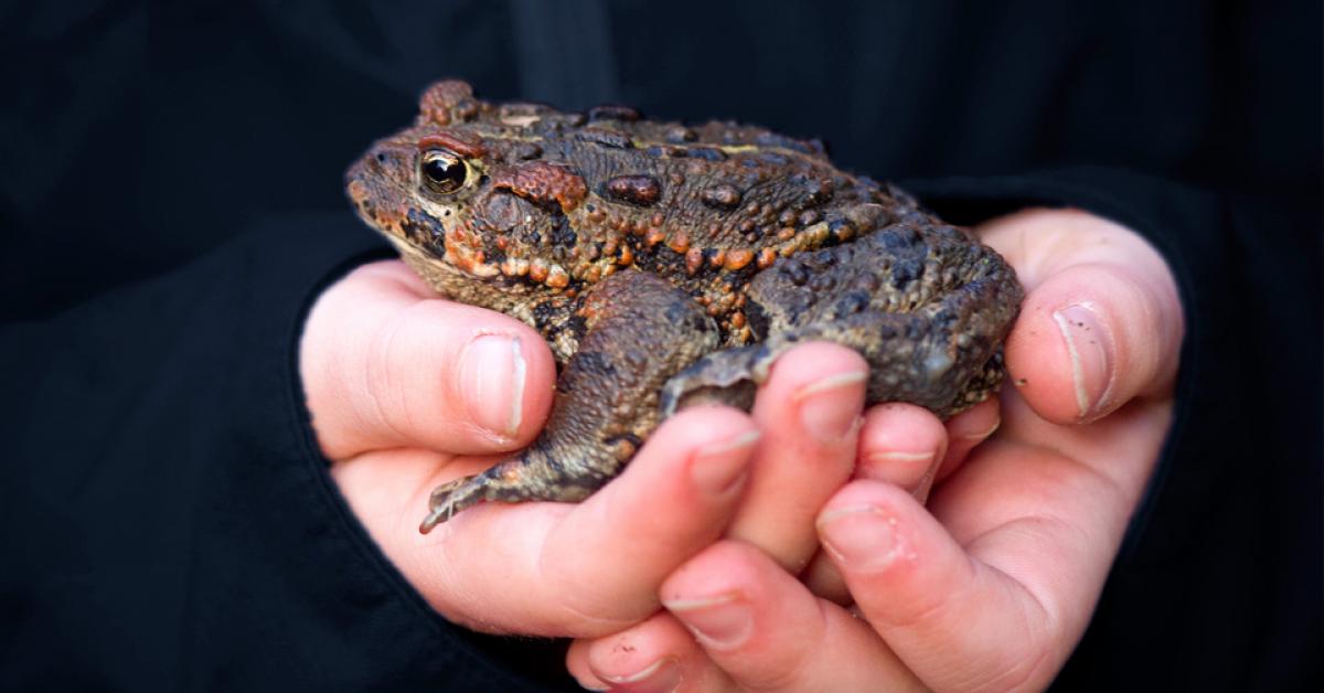 Logging company plans to decimate habitat of B.C.'s largest at-risk ...