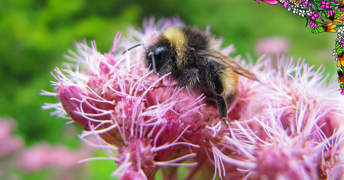 Pollinator & Native Plants Webinar Series | Wilderness Committee