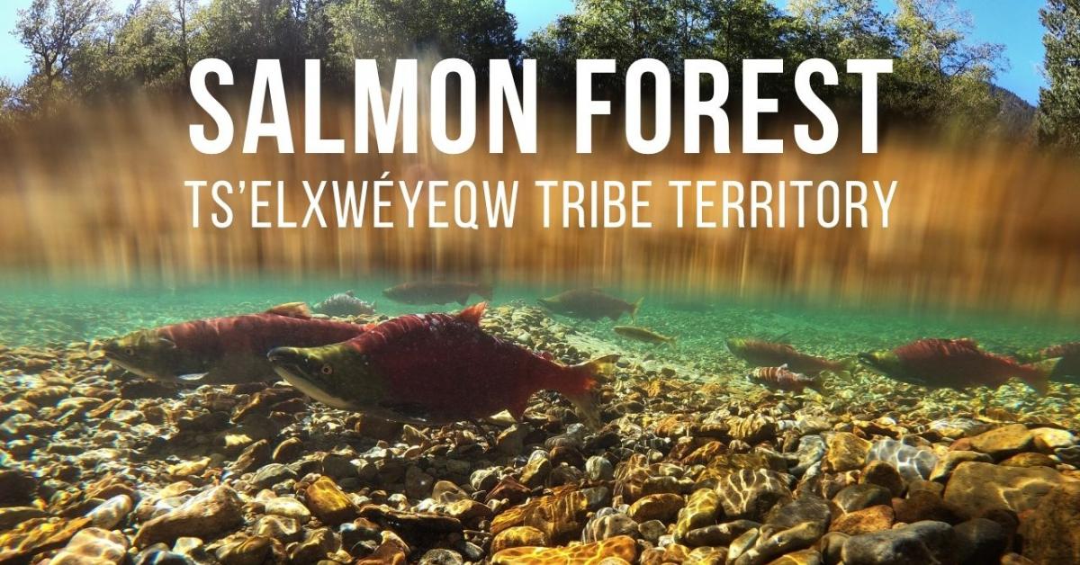 Video: Salmon Forest | Wilderness Committee