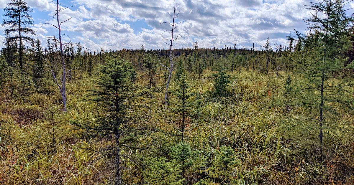 Peat mining in 2020: A new fight with an old foe | Wilderness Committee