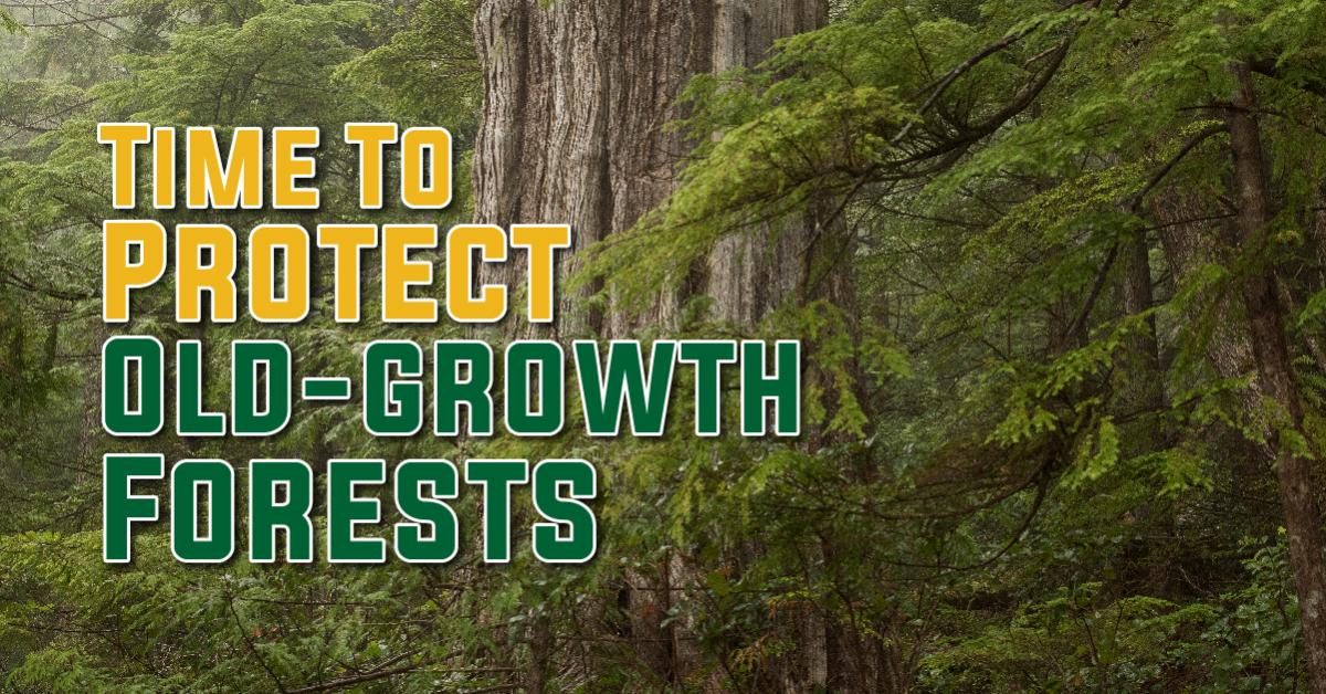 Time to protect old-growth forests | Wilderness Committee