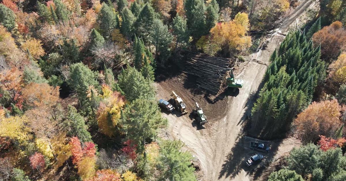 Submission to the proposed logging operations in Algonquin | Wilderness ...