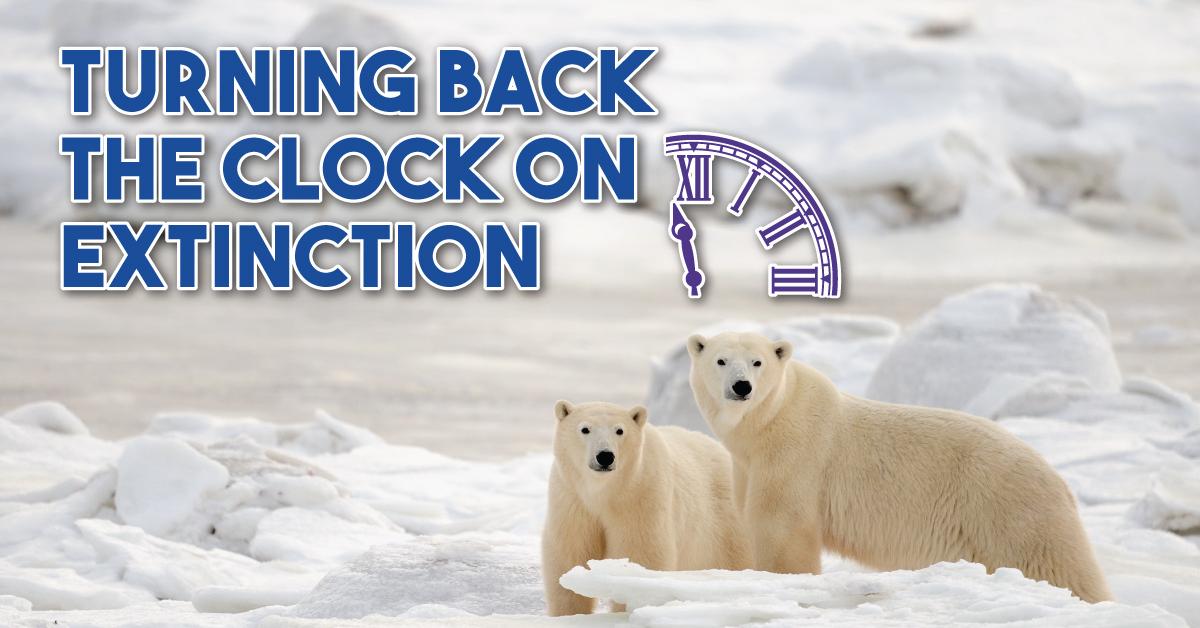 Turning back the clock on extinction | Wilderness Committee