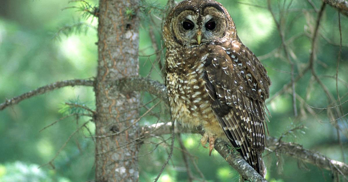 Save the Spotted Owl | Wilderness Committee