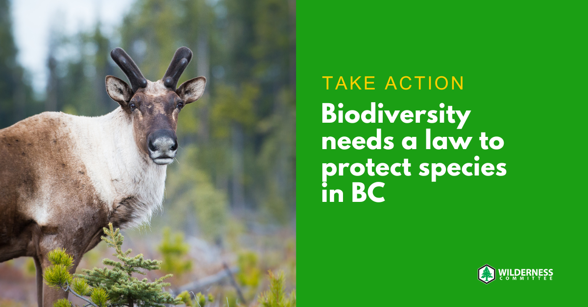 Biodiversity needs a law to protect species in BC | Wilderness Committee