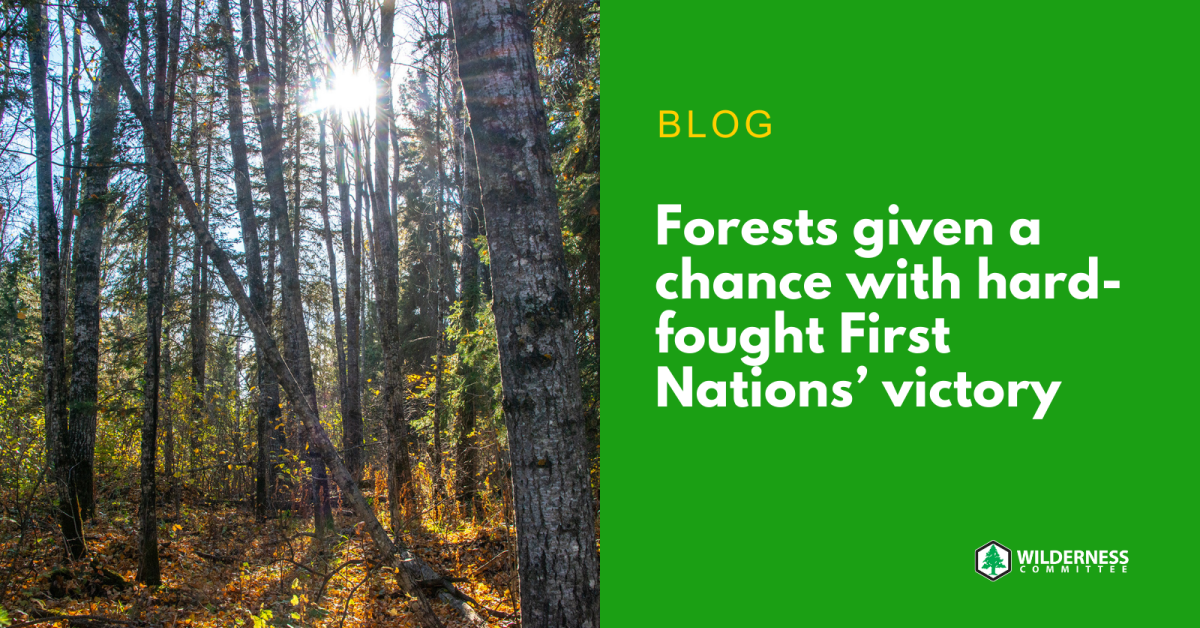 Forests given a chance with hard-fought First Nations’ victory ...