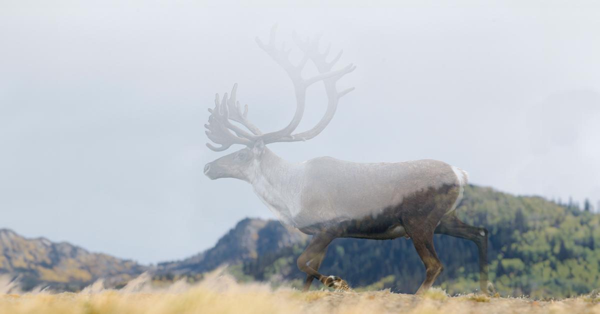 Boreal caribou update: Ghosting a national icon | Wilderness Committee