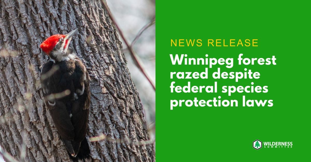 Winnipeg forest razed despite federal species protection laws ...