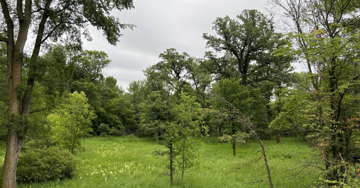Leaning into the Lemay Forest fight | Wilderness Committee