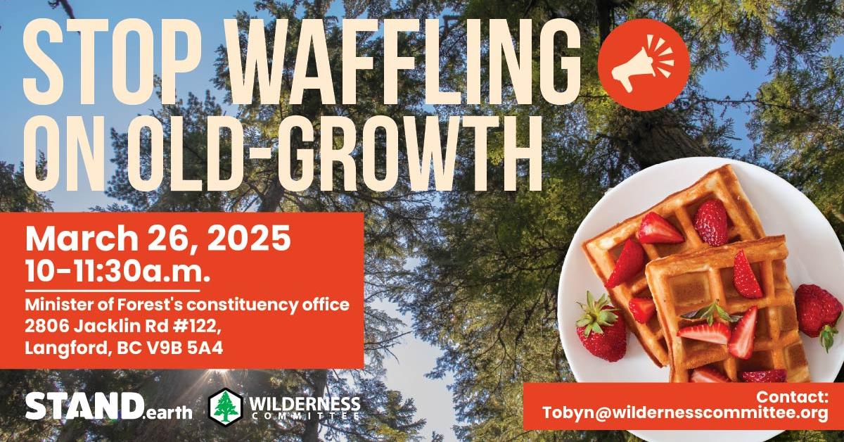 Stop Waffling on Old-Growth! | Wilderness Committee