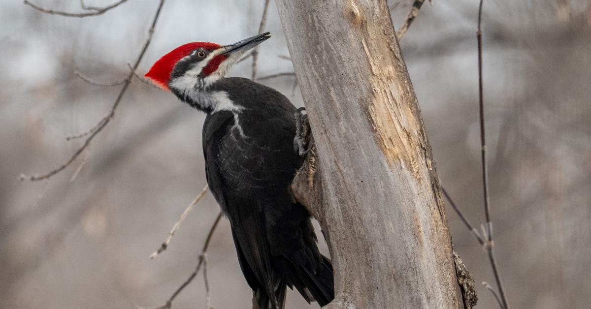 Lemay Forest Saved! | Wilderness Committee