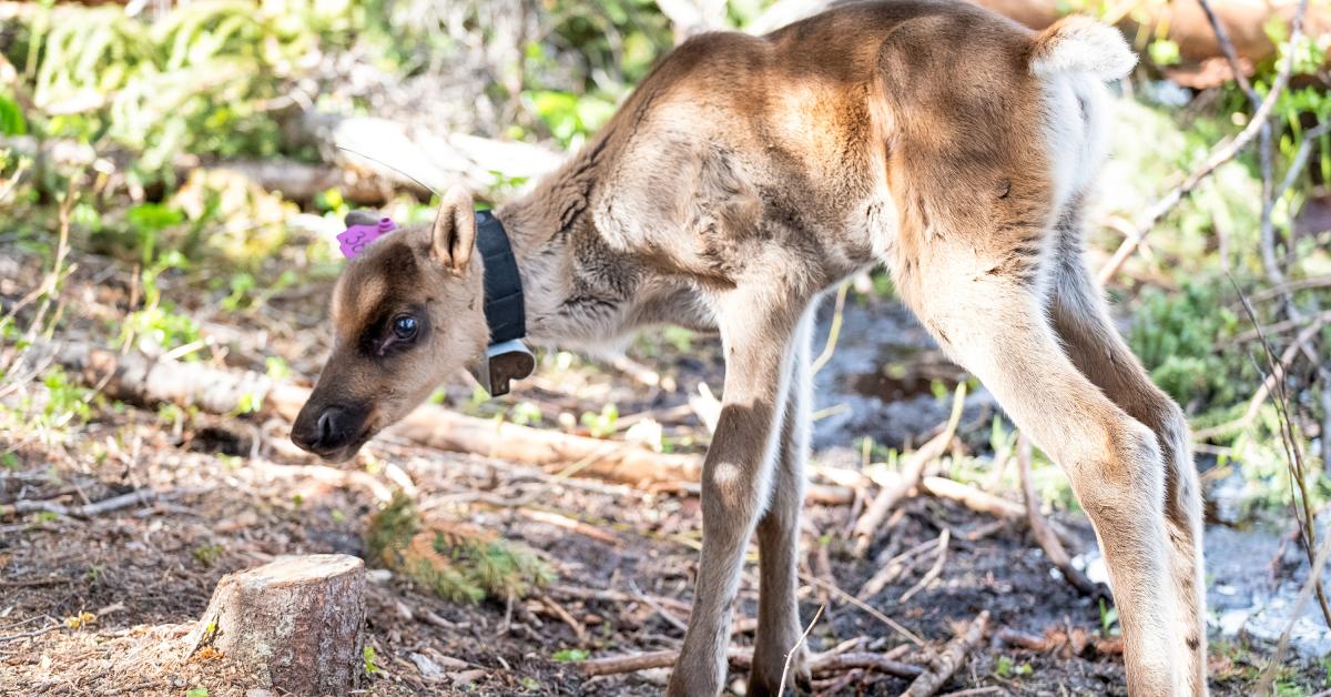 Make Manitoba care for caribou — before it’s too late! | Wilderness ...