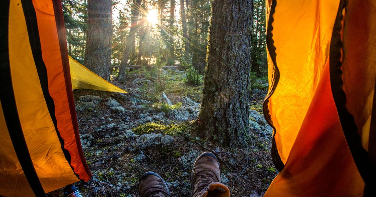 Manitoba caribou in crisis following 2025 fire | Wilderness Committee