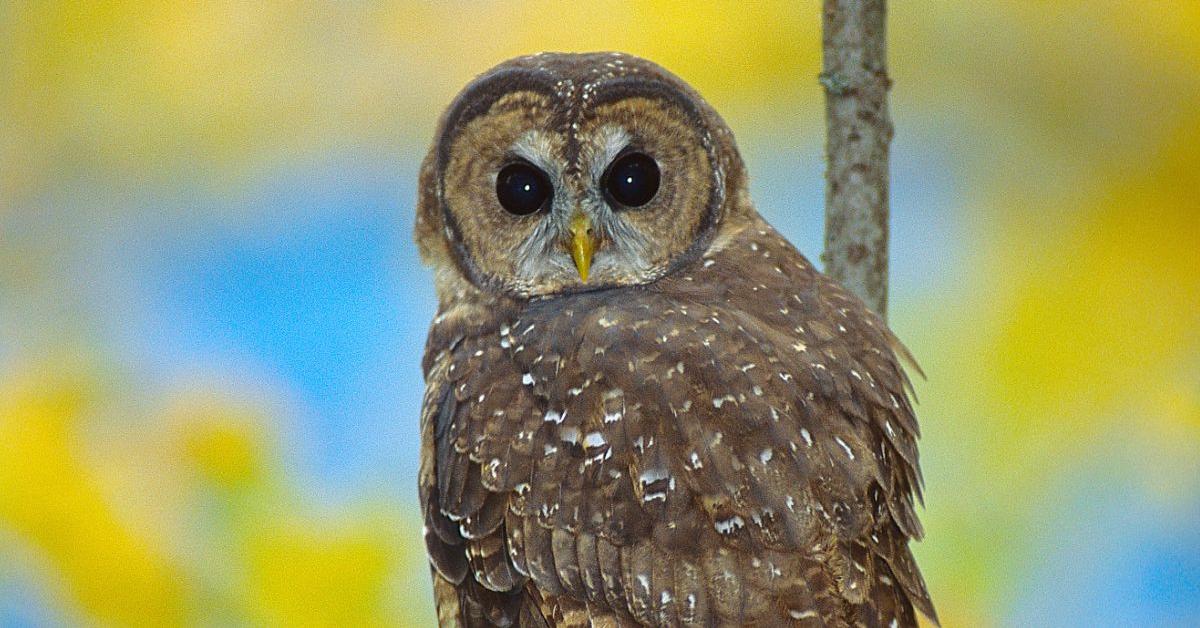 Significant step for Spotted Owl as final Recovery Strategy published ...