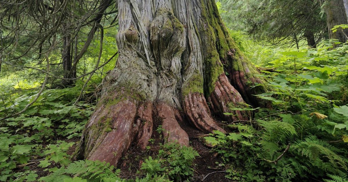 Map of remaining ancient forests in British Columbia | Wilderness Committee
