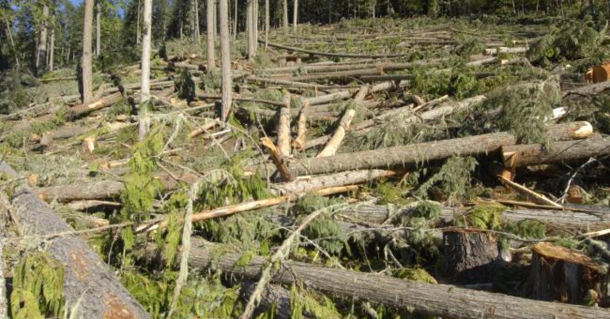 Proposed BC Forest Act amendments all about privatizing public forest ...