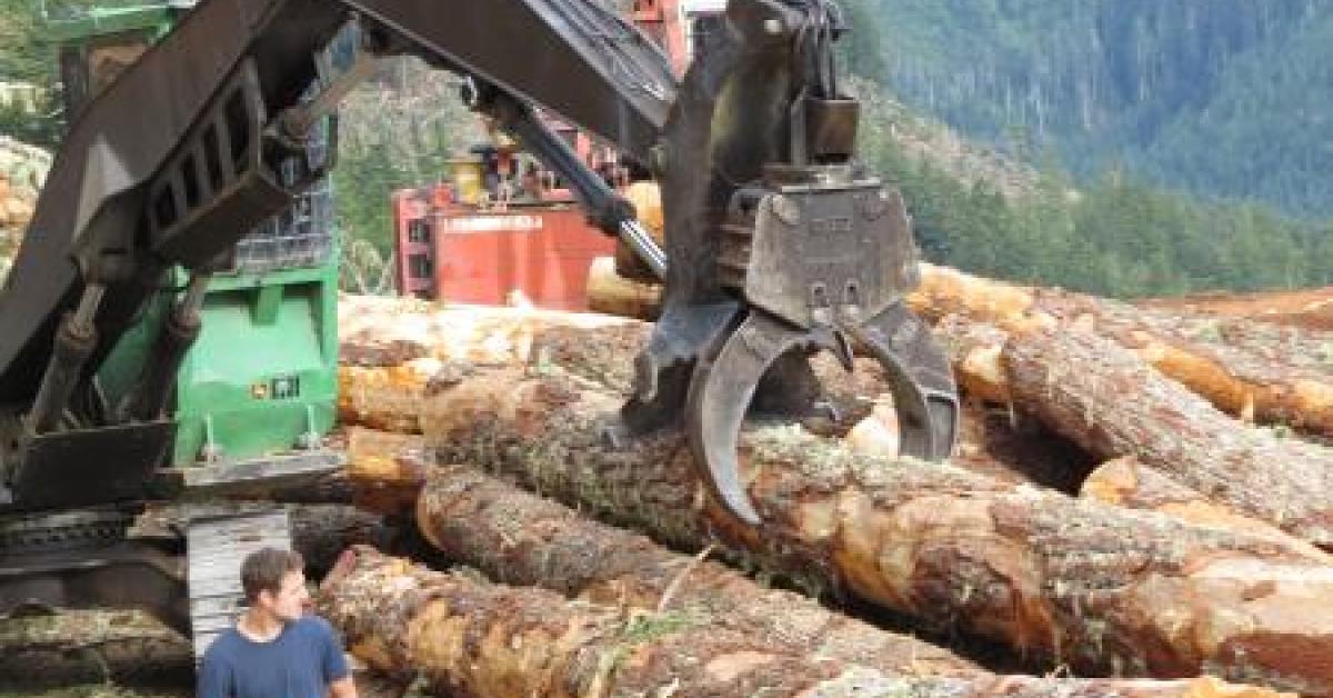 Photos: Old-growth Logging at McLaughlin Ridge | Wilderness Committee