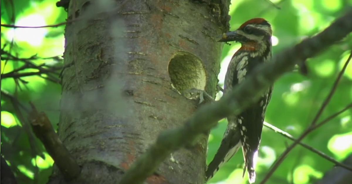 Birds of the Okanagan - A Vanishing Legacy | Wilderness Committee