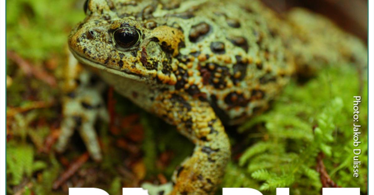 Will you become a Toad Person? | Wilderness Committee