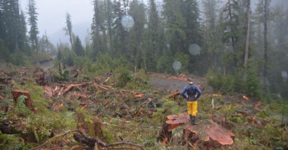 Walbran Valley Old-Growth Logging Photos - March 2013 | Wilderness ...