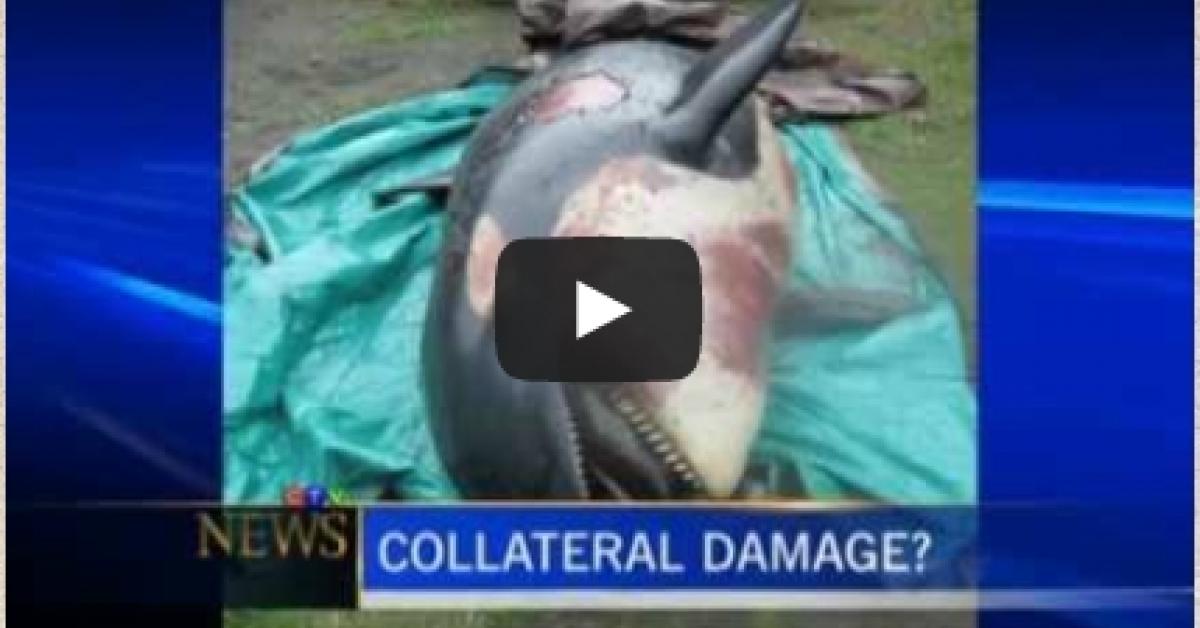 TV News Story - Endangered South Coast Orca killed | Wilderness Committee