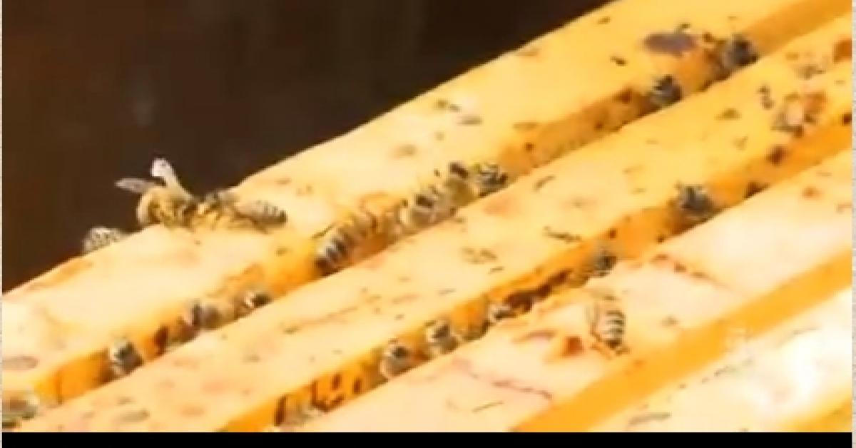 TV News Story - What's killing Canadian honeybees? | Wilderness Committee