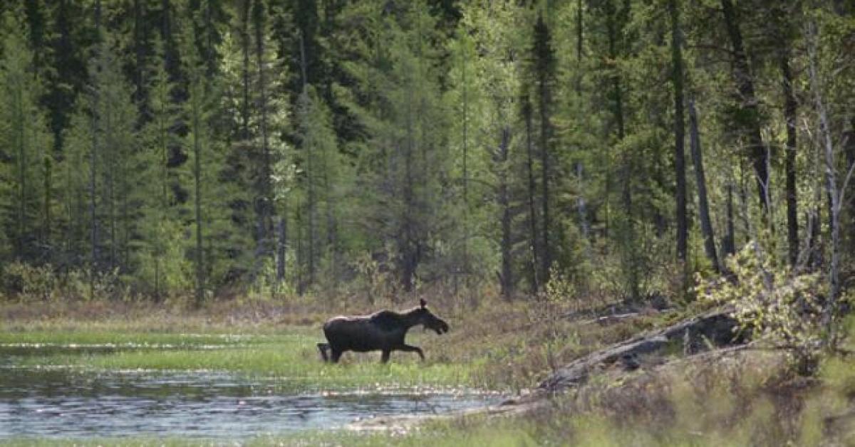 Funding for destructive mining exploration directly at odds with moose ...