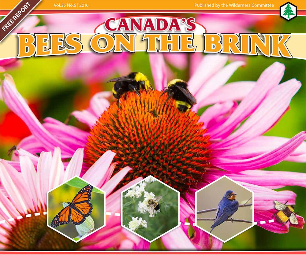 Canada's Bees on the Brink | Wilderness Committee